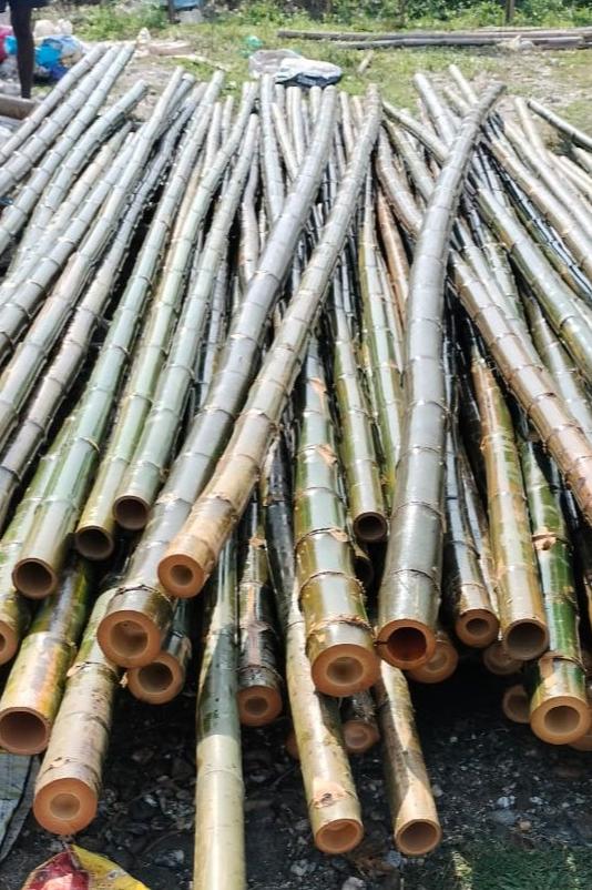 Bambusa Balcoa – Bamboopecker